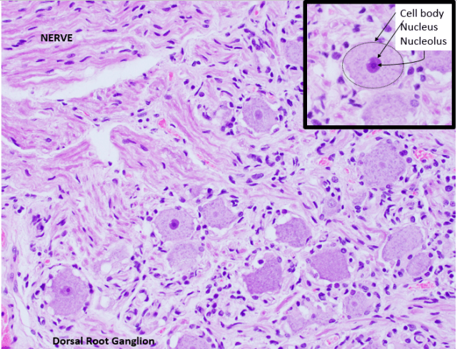 Dorsal Root Ganglia Spinal Cord Structure – Introduction To